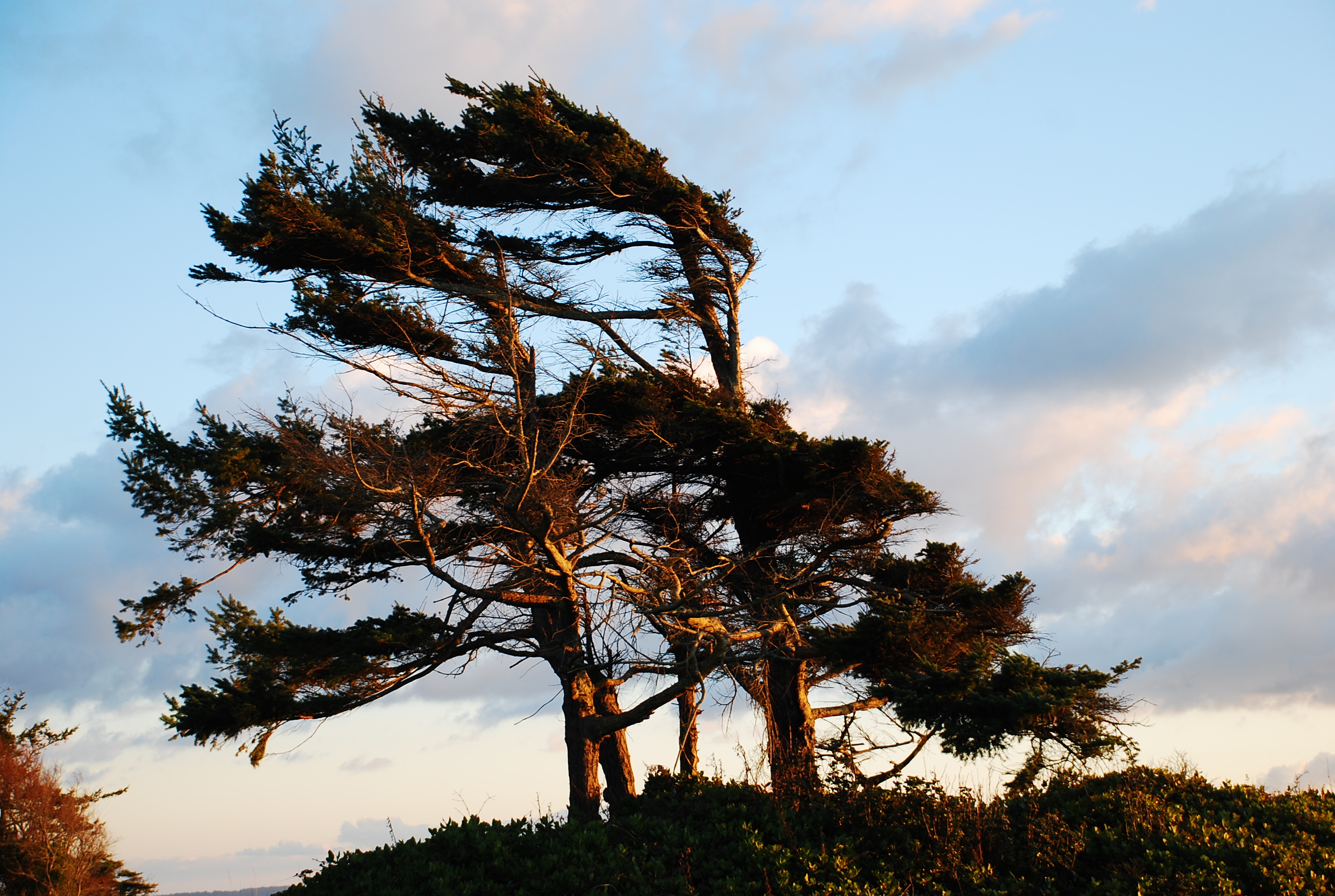 Wind Blasted Tree | Oak Bay Starfish