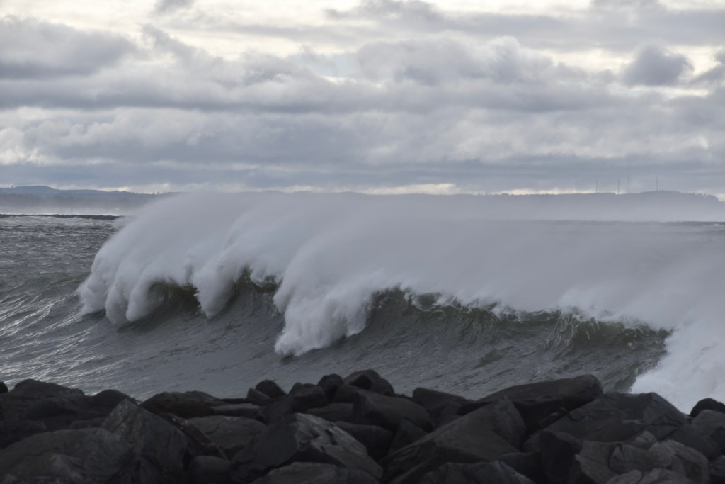 North Jetty | Oak Bay Starfish