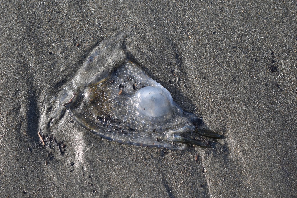 Sea Monster? | Oak Bay Starfish