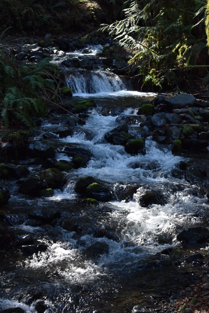 Sunny Day In The Woods – La Poel | Oak Bay Starfish