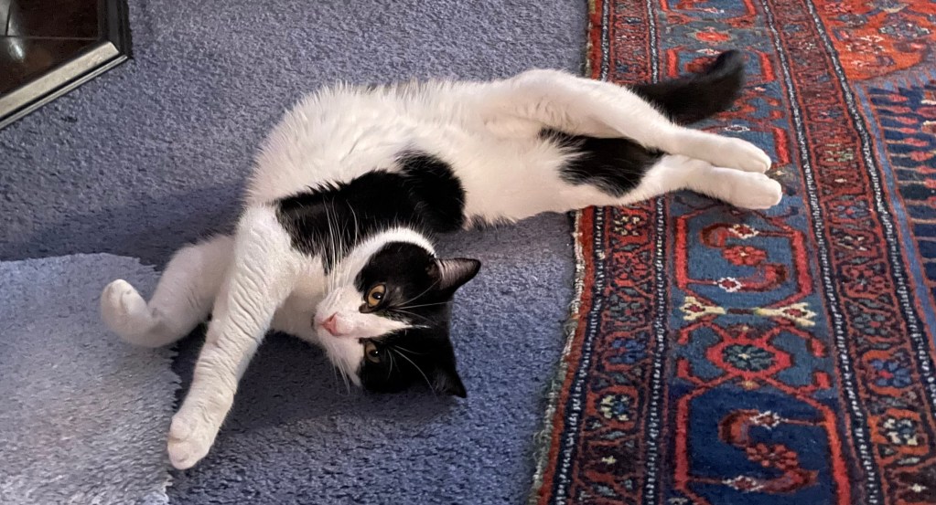 Mr. Body Language | Oak Bay Starfish